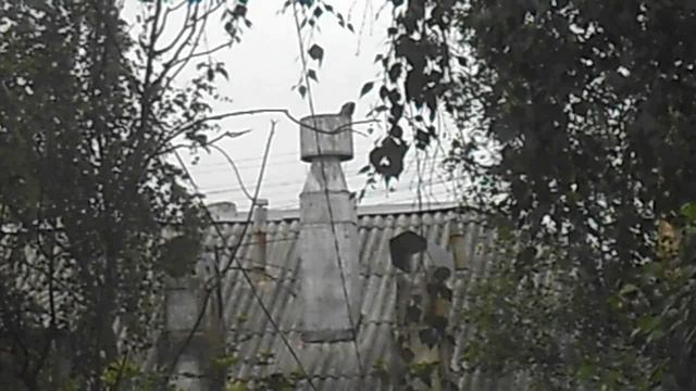 Вороны на крыше 6534552. DSCN5525