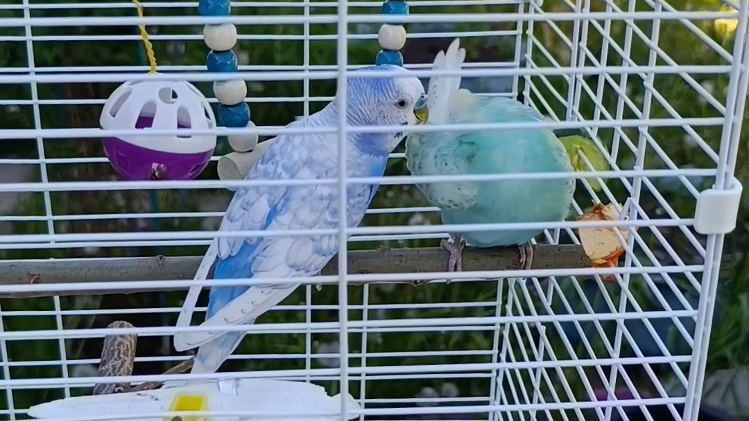 Любовь нечаянно нагрянет ... 💞🦜 #ангелочеккеша #shorts #попугай