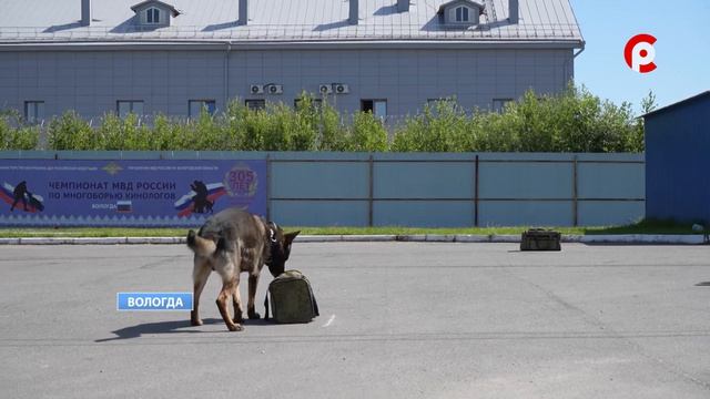 Чемпионат кинологов в Вологде