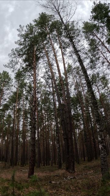 Некому берёзу заломати #велопоездка #велосипед #Тюмень