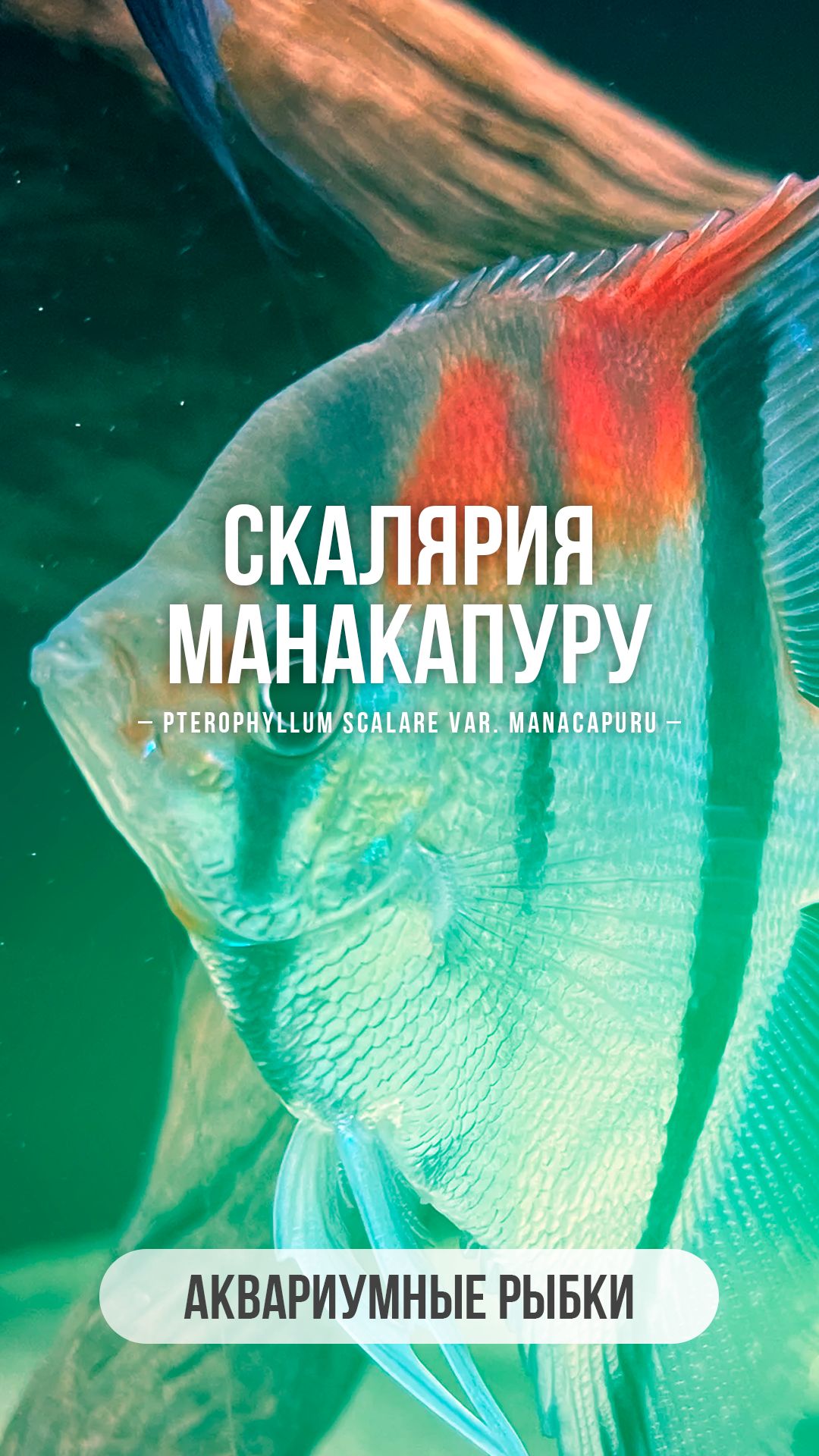 Скалярия Манакапуру