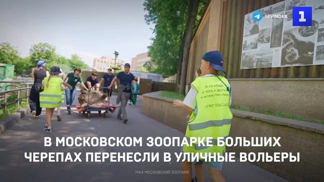 В Московском зоопарке больших черепах перенесли в уличные вольеры