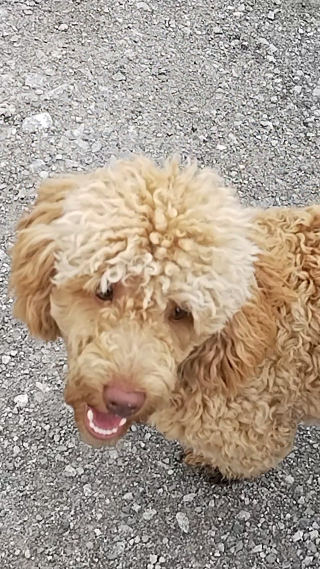 Светлая душа!🐩  30-06-2026