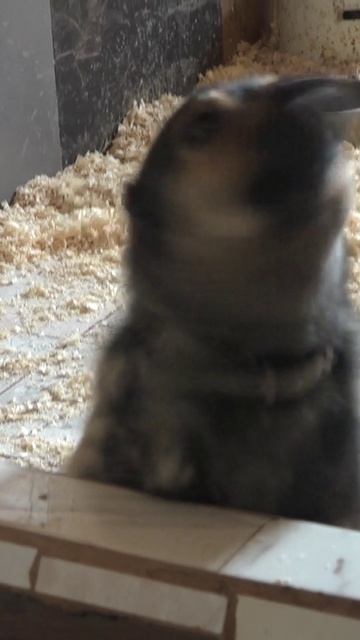 8000 рублей в день — столько стоит надежда для 15 спинальников 💔🐾