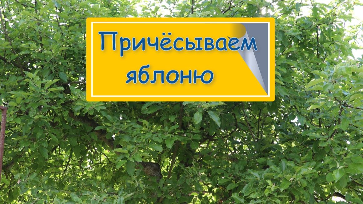 ПЛОДОВЫЕ ДЕРЕВЬЯ