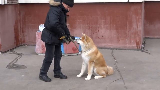 Акита-ину, ОКД