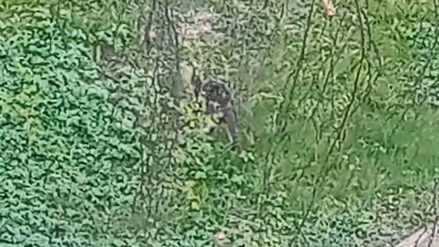 Кошка даёт проехать куьеру. VID_20260504_155305