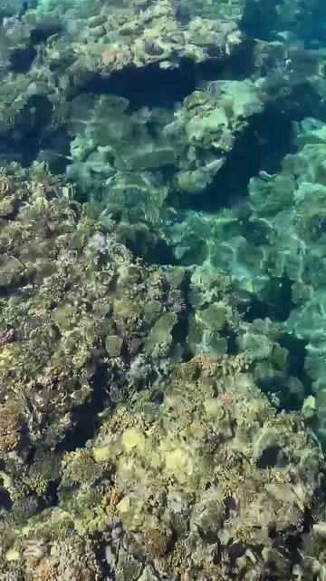 Красное Море #любимое море #море красное