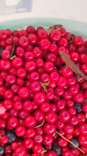Lizard in Lingonberries ©20250909
