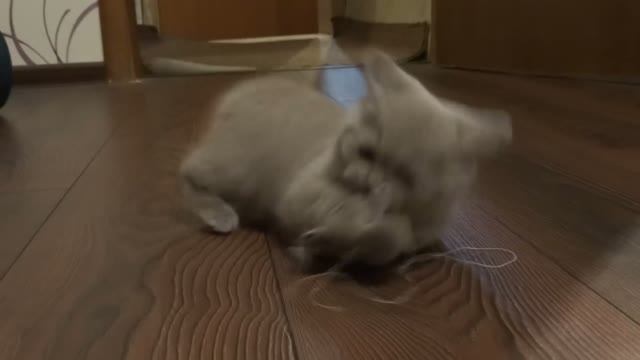 Мелиса котёнок играет с маленьким фантиком.