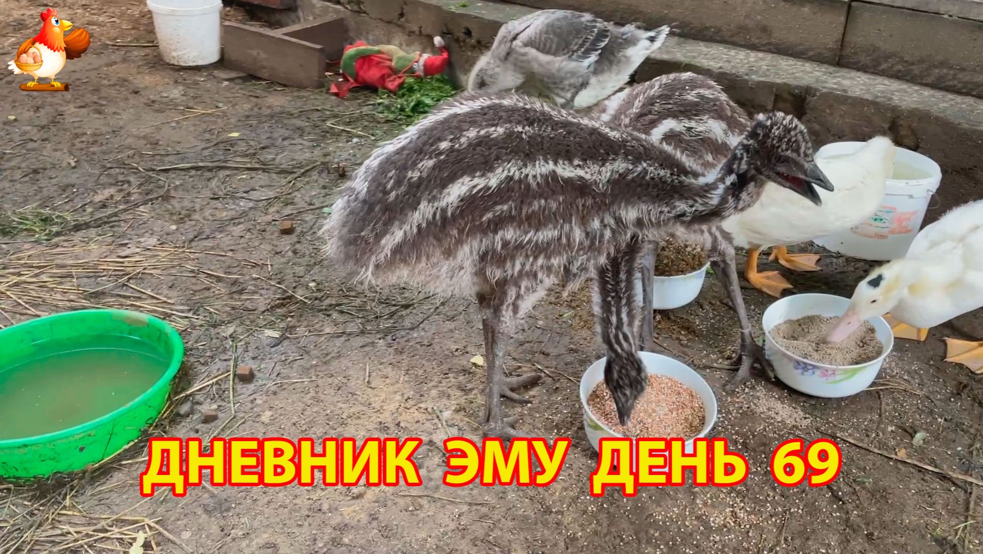 Дневник страусят Эму день 69