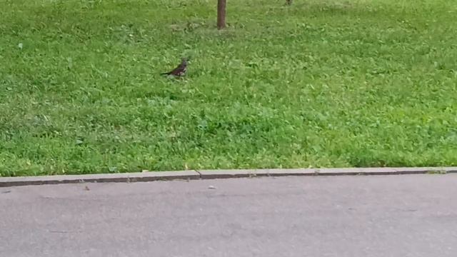 Птицы, 30.06.2026, 4 утра, Черёмушки, Москва
