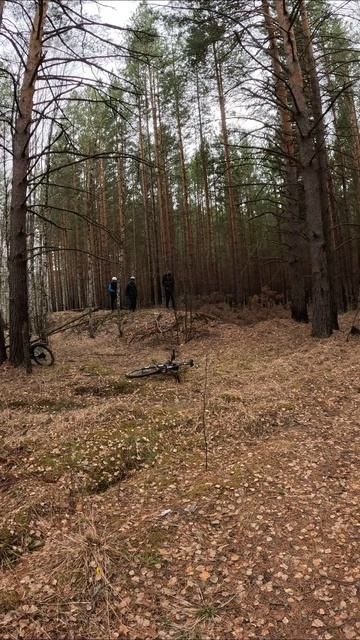 Красоты леса #велопоездка #велосипед #Тюмень