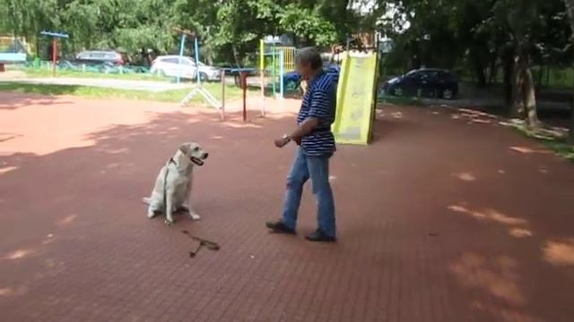 Лабрадор, ОКД