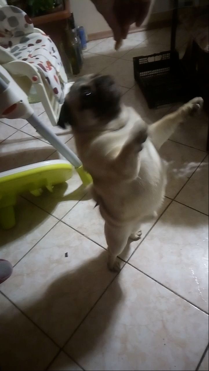 Мопс