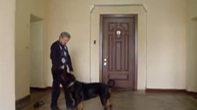 Уроки дрессировки для начинающих