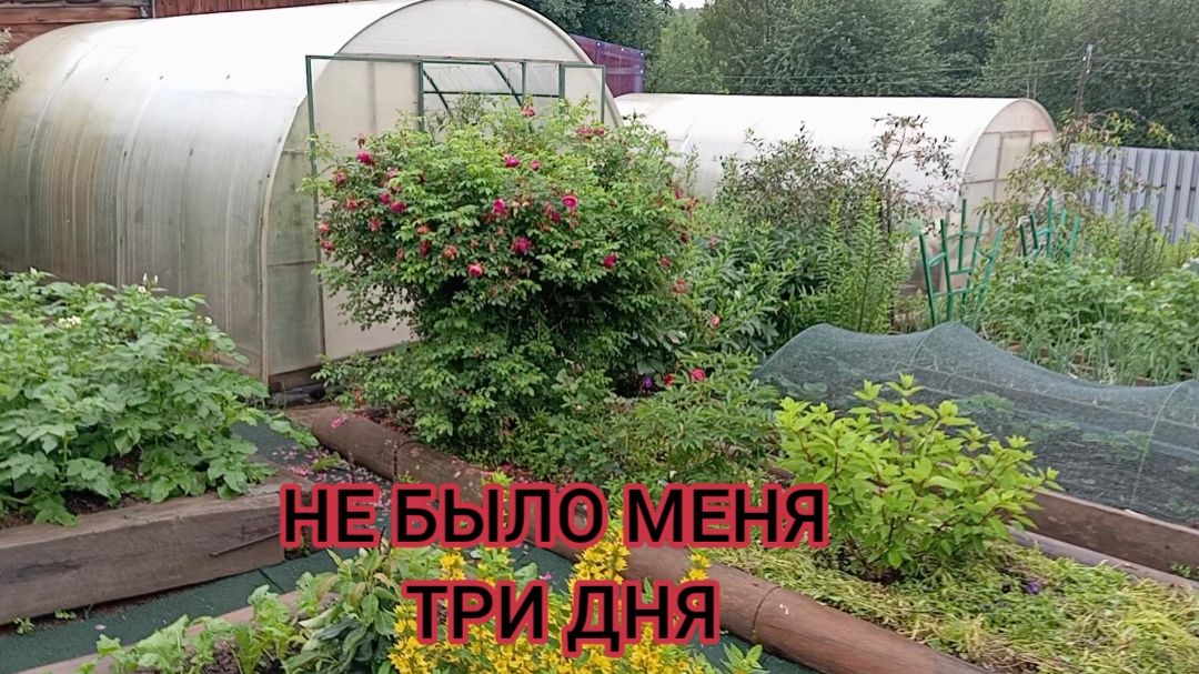 НЕ БЫЛО МЕНЯ ТРИ ДНЯ.😉01.07.26г