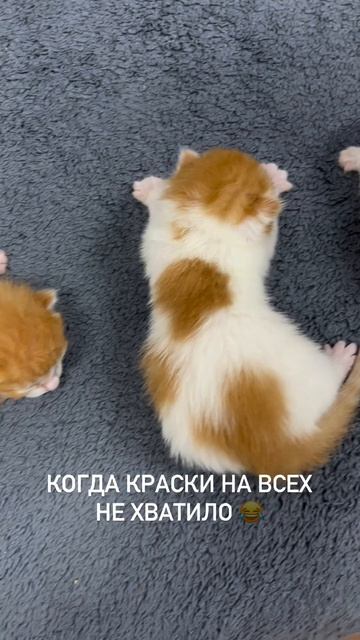 Когда на всех не хватило краски