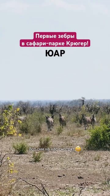 Едем с севера парка Крюгер. Животных пока маловато с этой стороны. Мы в автотрипе по Африке дикарем