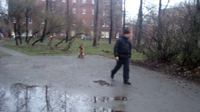 Немецкая овчарка, ОКД, экзамен