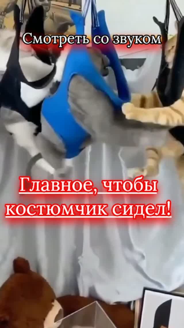 Главное чтобы костюмчик сидел. Приколы с котами. Смешная озвучка. #приколы #коты # смешно #котики