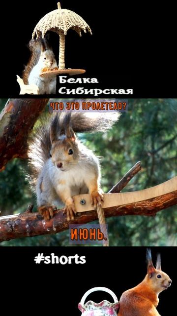 Кормушка Бабочка