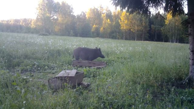 Фотоловушка Деревушка