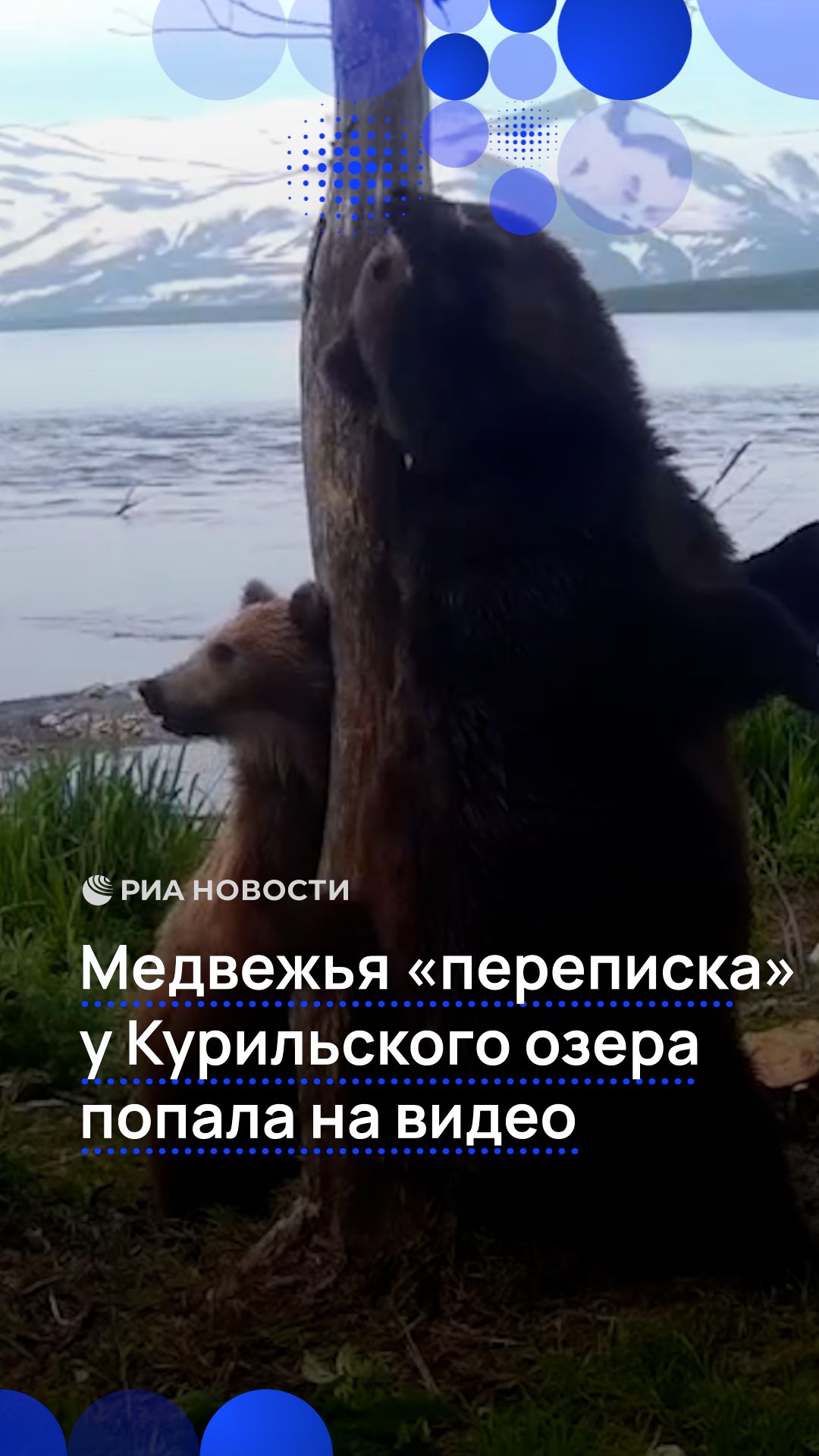 Медвежья «переписка» у Курильского озера попала на видео