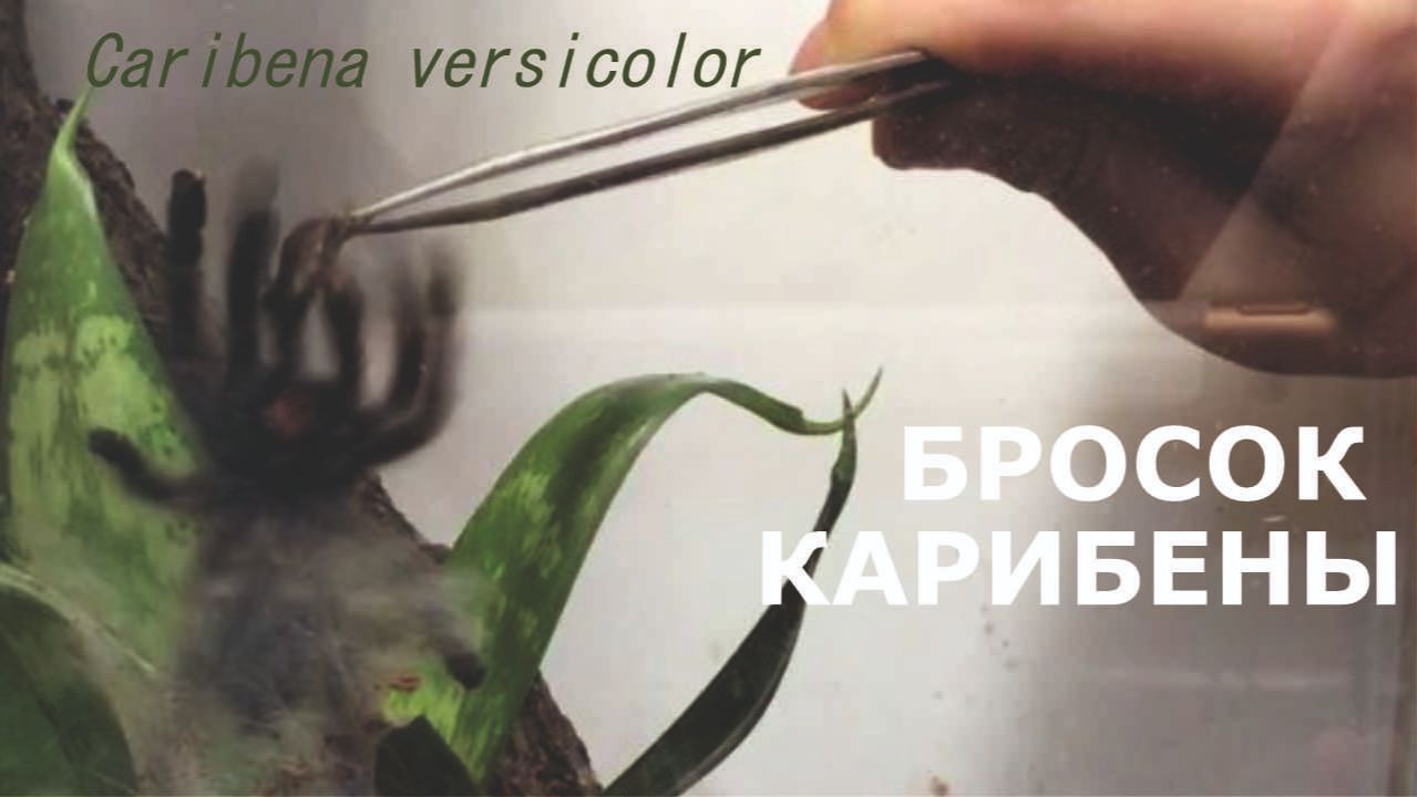 пауки
