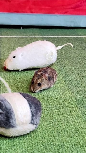 Хомяк нашел своих друзей.