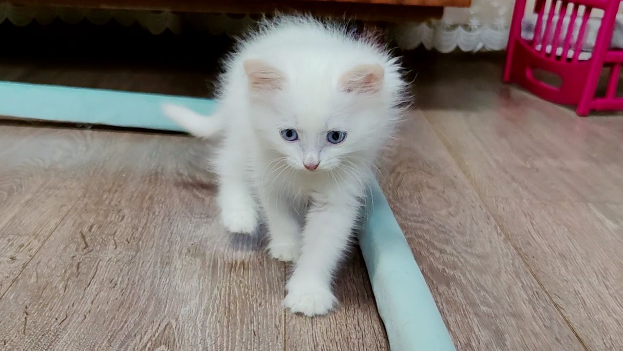 Микки — весёлый и активный котёнок. Замечательная игра с котёнком.