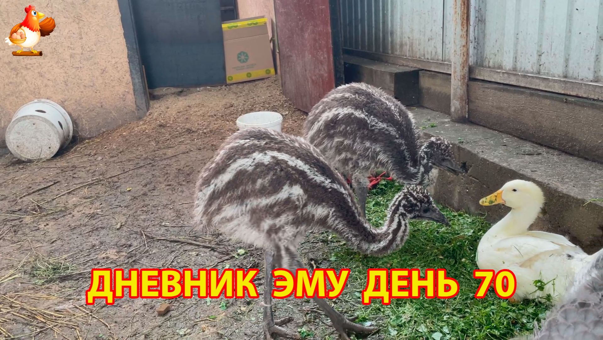Дневник страусят Эму день70