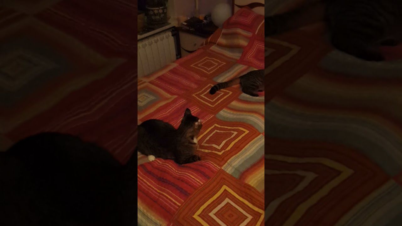 Кошки