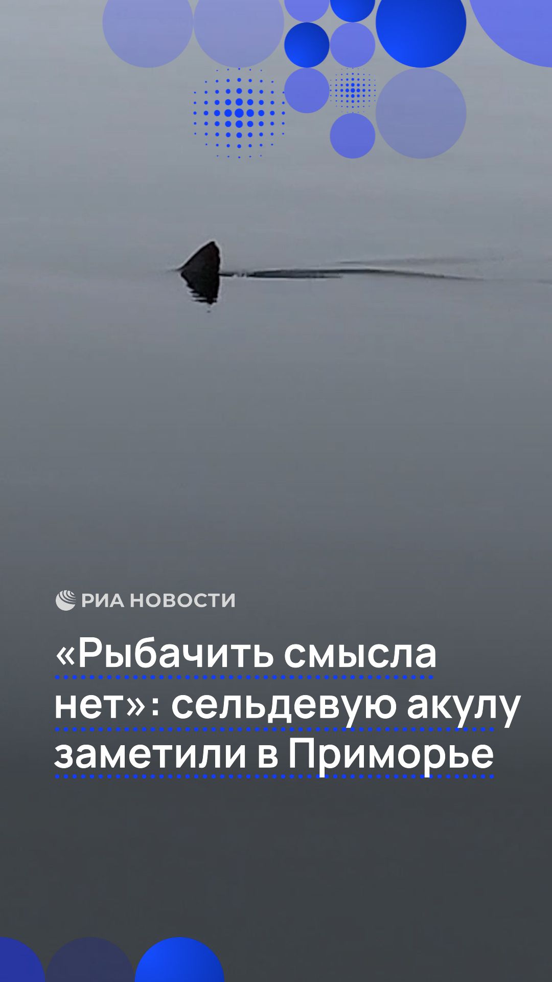 «Рыбачить смысла нет»_ сельдевую акулу заметили в Приморье