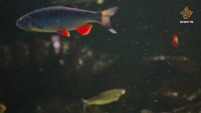 Почему окунь меняет цвет, как хамелеон, и зачем ему это нужно? | Чудеса сотворения. Подводный мир