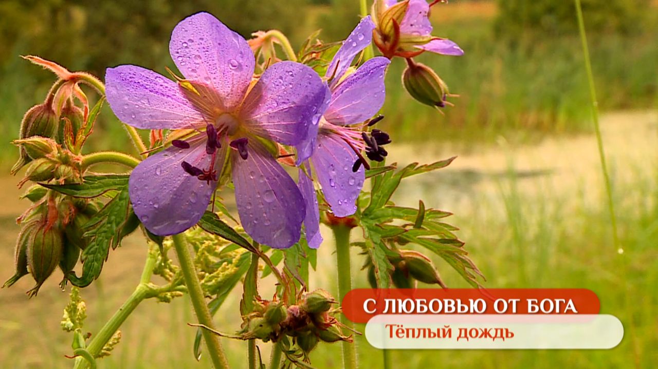 Тёплый дождь | С любовью от Бога