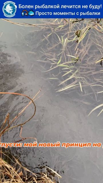 🎣🐟 Просто разные видео зарисовки с рыбалки.