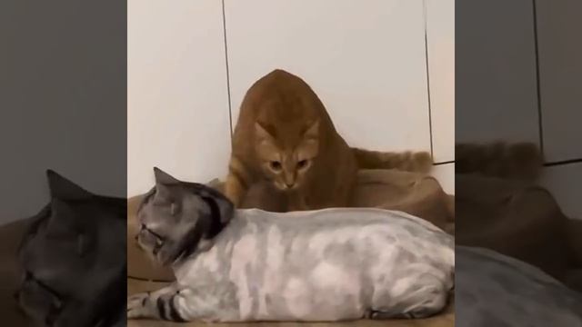 Реакция рыжего кота