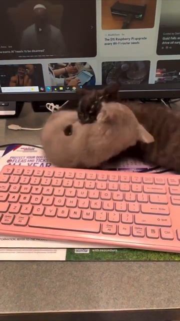Происходит какая-то котовасия😹
