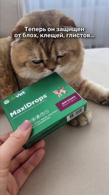 Макс стал чаще чесаться. Что делать?