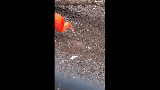 Московский зоопарк