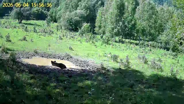 Медведь купается в луже