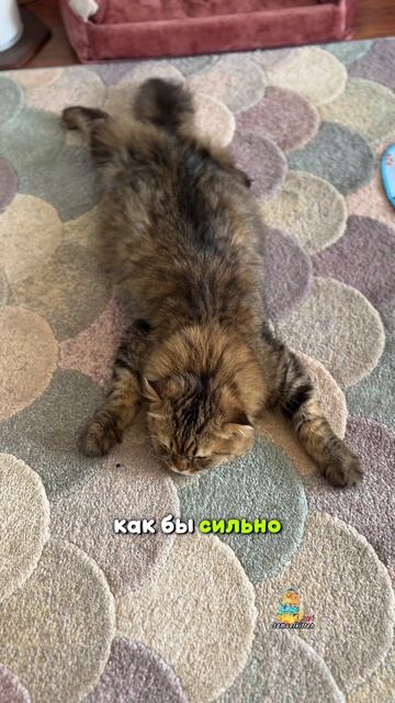 Юмор от Самуэля😸