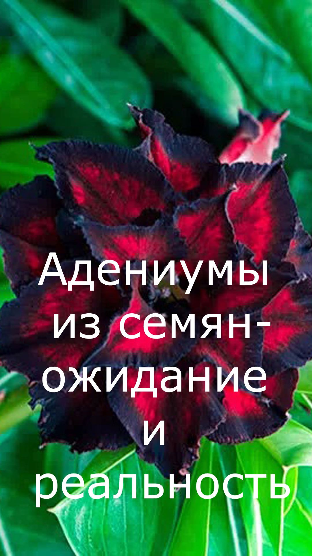Адениумы