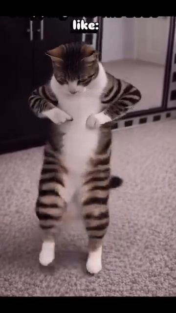 Танцующий кот 17