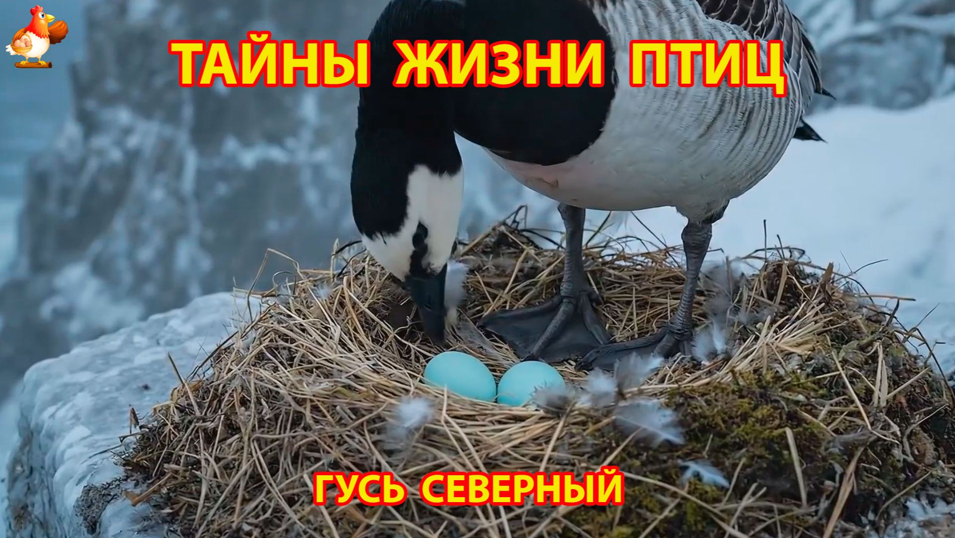 Тайны жизни птиц в природе – Гусь северный