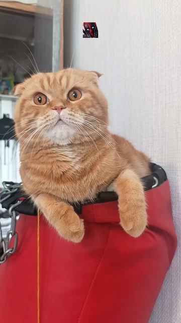 КоТиКи 😼🫶😎
