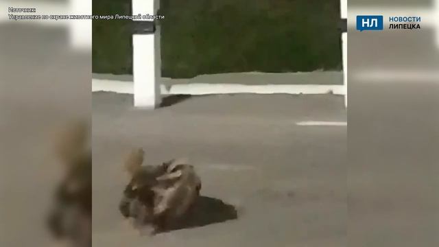 В Липецкой области очевидцы засняли необычную схватку барсуков