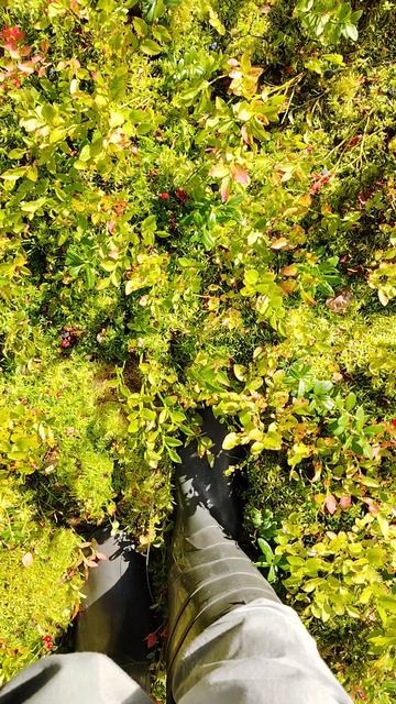 Lingonberry Steps ©20250909