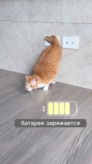 Кошки 62